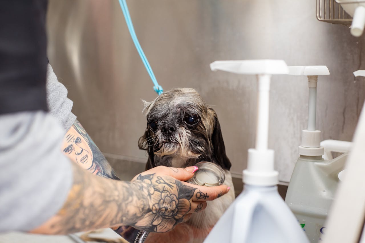 Affordable Mobile Pet Grooming in Germantown, MD